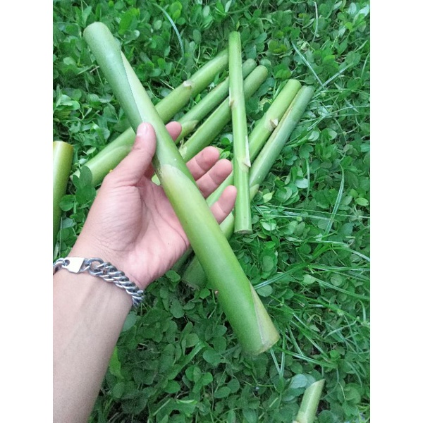 Jual Batang Pohon Kecombrang Hijau Segar/Batang Honje Fresh 1kg ...