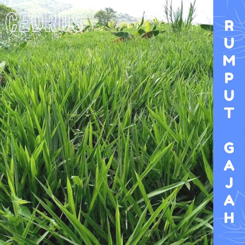 Jual Benih RUMPUT GAJAH (isi-20) - Bibit Biji | Shopee Indonesia