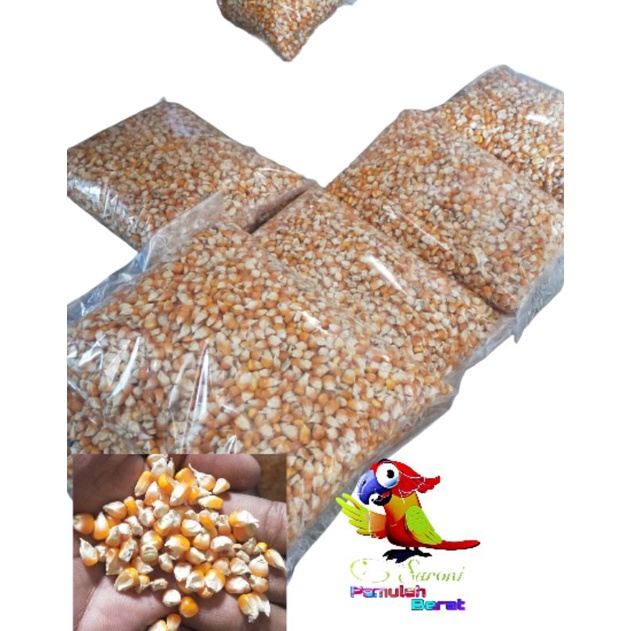 Jual JAGUNG TANGGUNG SUPER | NETTO 500 GRAM | makanan ayam | pakan ayam ...