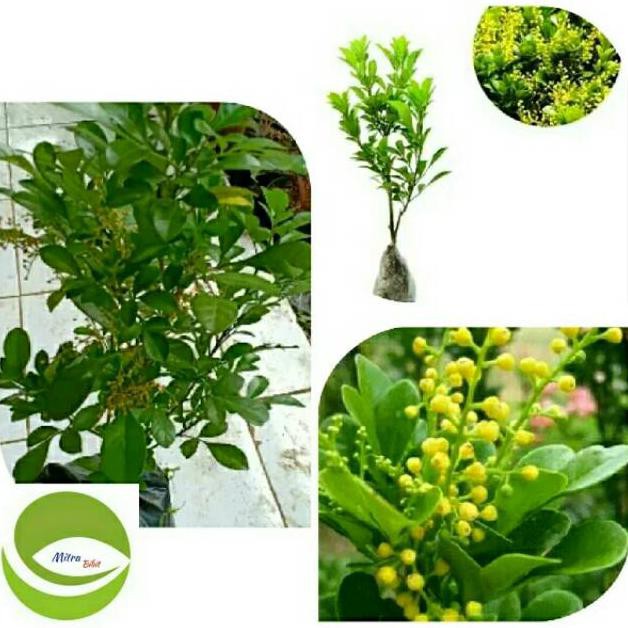 Jual Esc Bibit Tanaman Culan/Pohon Bunga Kemuning Kuning /Pacar Cina ...