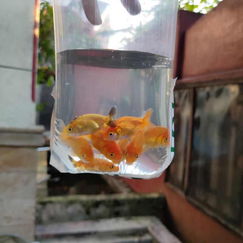 Jual Ikan Maskoki Rancu | Mas Koki Ranchu | Shopee Indonesia
