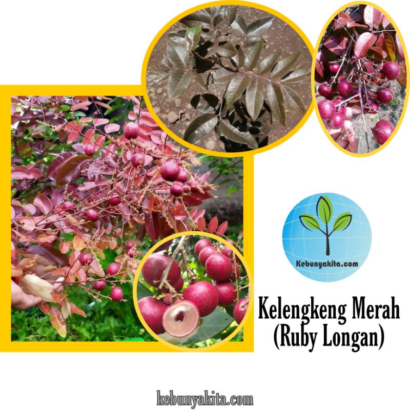 Jual Bibit kelengkeng Merah/ bibit kelengkeng Ruby Longan/ bibit buah ...