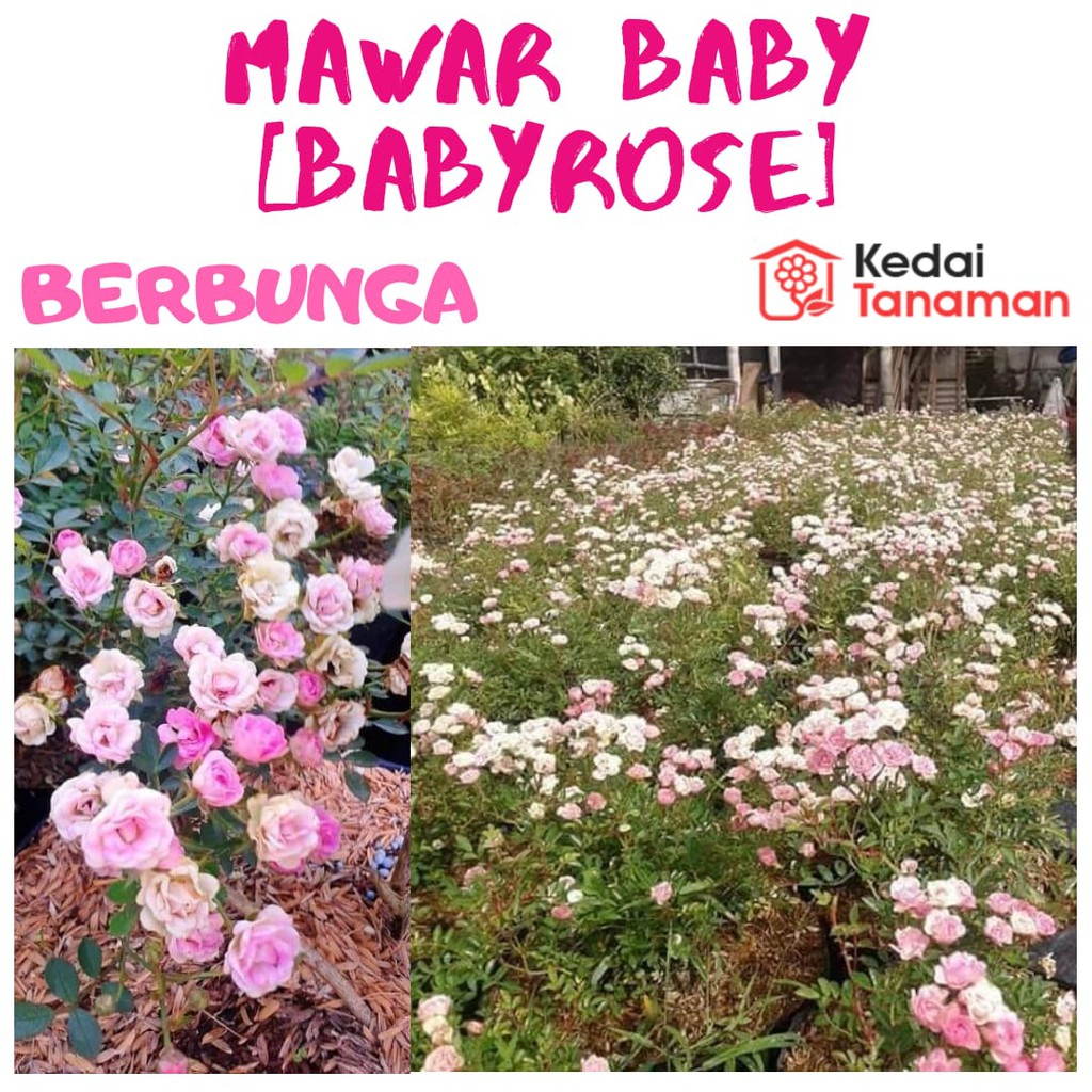 Jual Bunga MAWAR BABY ROSE BERBUNGA - Tanaman Hias Bunga Hidup Babyrose - Bunga Mawar Baby Rose ...