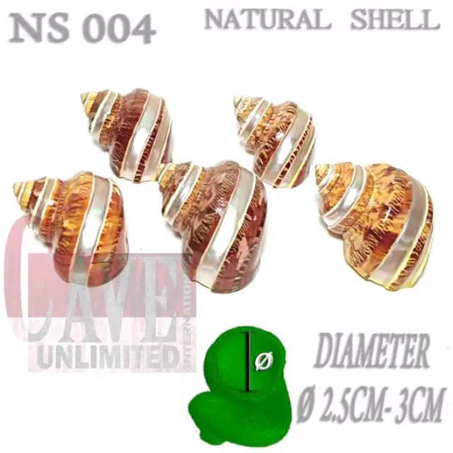 Jual NS004 cangkang shell rumah kelomang keong umang kumang natural ...