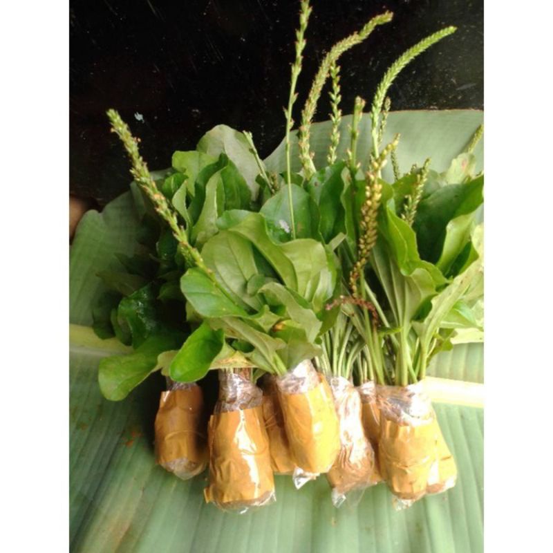 Jual daun sendok segar | Shopee Indonesia