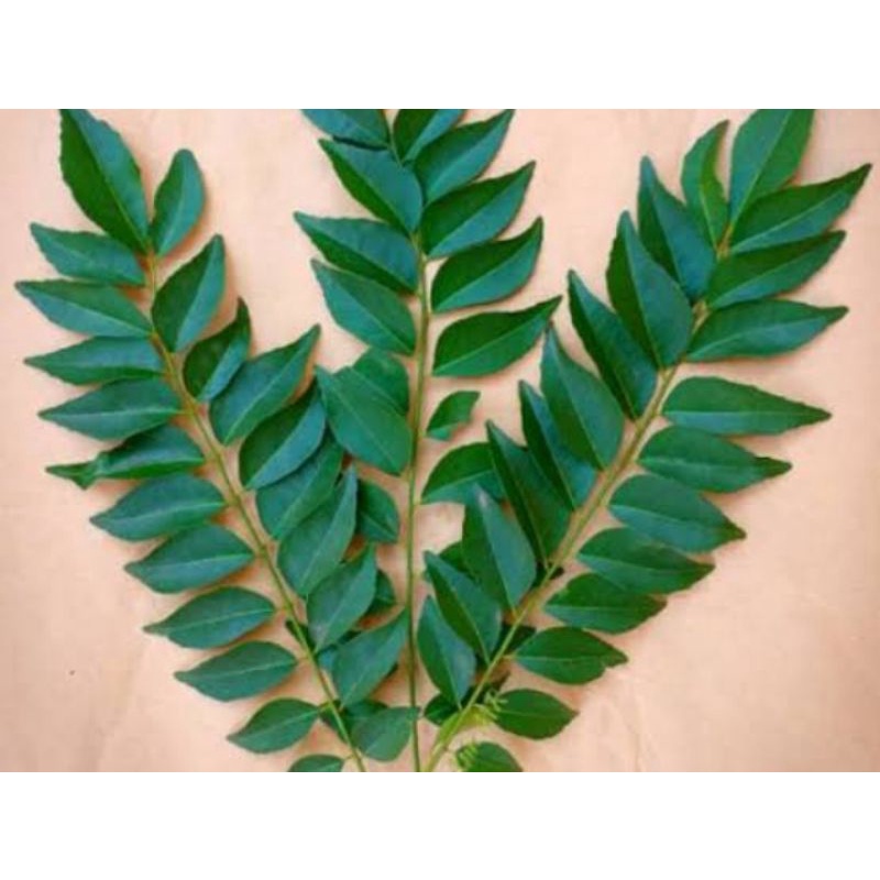 Jual Daun Kari segar | Shopee Indonesia