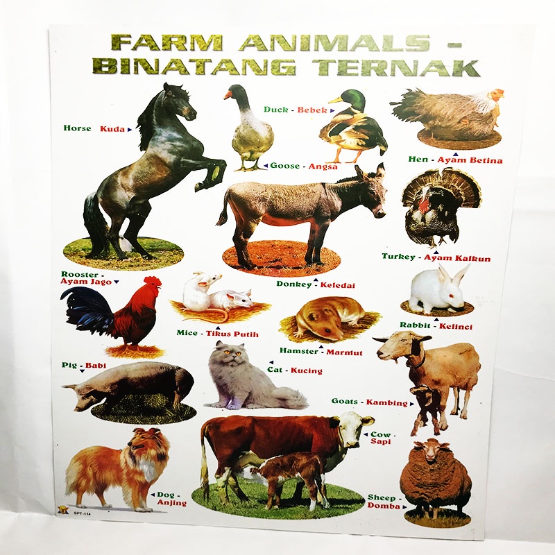 Jual BISA COD Poster edukasi gambar belajar anak paud anak tk usia dini ...