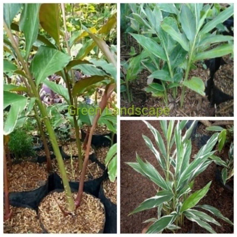 Jual Paket 3 Tanaman Pohon Kecombrang / Honje Merah - Honje Hijau ...