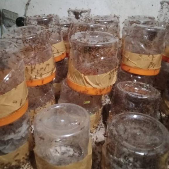 Jual MASTER RATU SEMUT RANGRANG PRODUKTIF !! | Shopee Indonesia