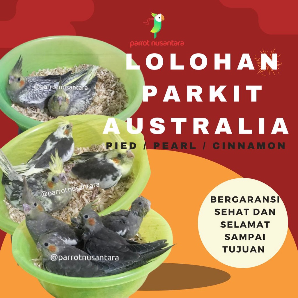 Jual BURUNG PARROT ANAKAN LOLOHAN PARKIT AUSTRALIA FALK JINAK | Shopee ...