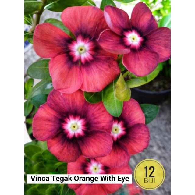 Jual Vinca MATA DEWA / Orange With Eye - 12 Biji | Shopee Indonesia