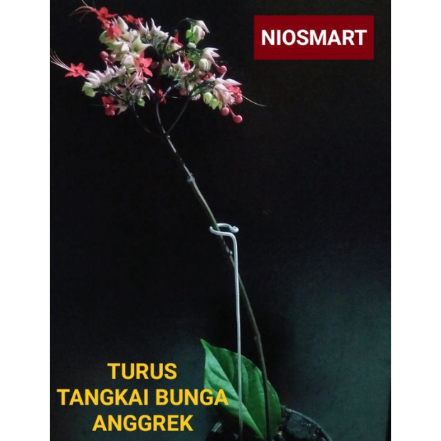Jual TURUS TANGKAI TANAMAN / TIANG PENOPANG BUNGA ANGGREK | Shopee ...