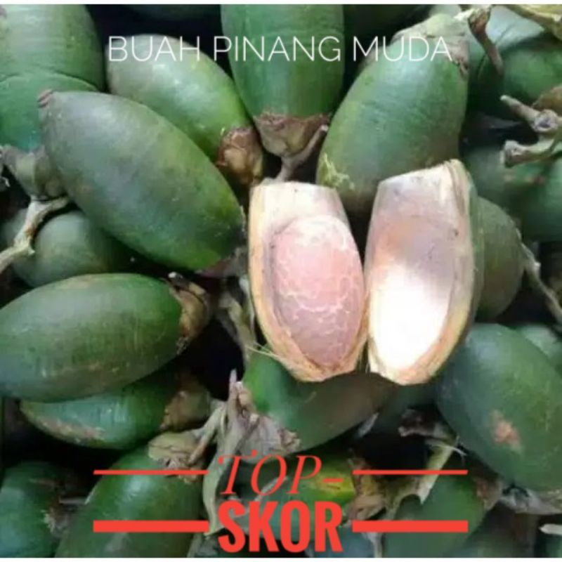 Jual Buah Pinang Muda Segar, Buah Pinang Jambe, Buah Pinang Muda 1 kg ...
