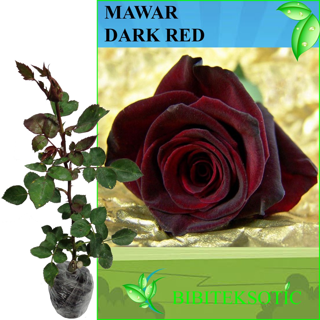 Jual Tanaman Mawar Dark Red | Shopee Indonesia