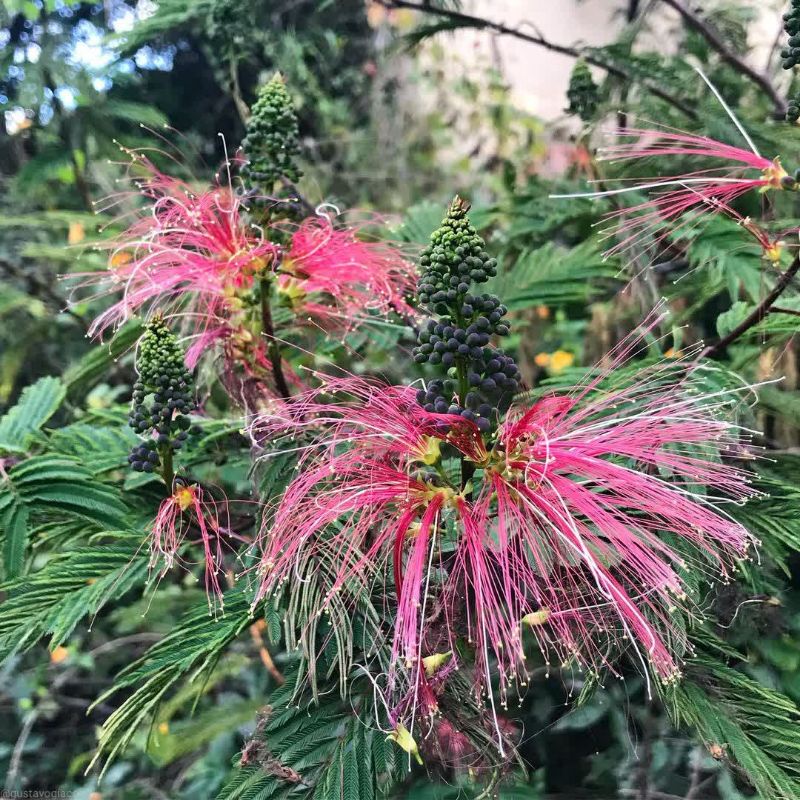 Jual Tanaman hias Kaliandra pagoda / calliandra calothyrsus | Shopee ...