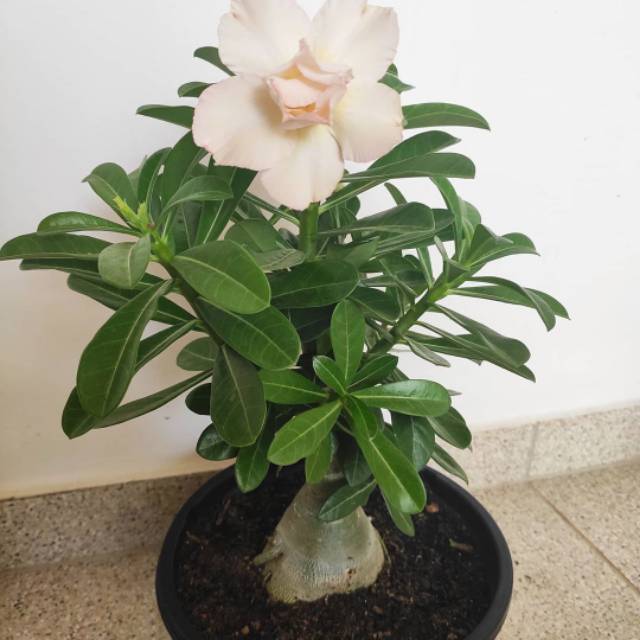 Jual New!! Pohon bunga Adenium - Kamboja Jepang bahan bonsay plus pot ...