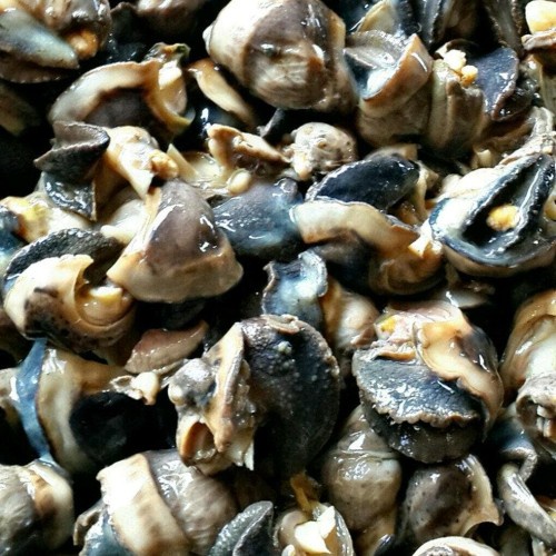 Jual Daging Bekicot 500gr 1000gr | Shopee Indonesia