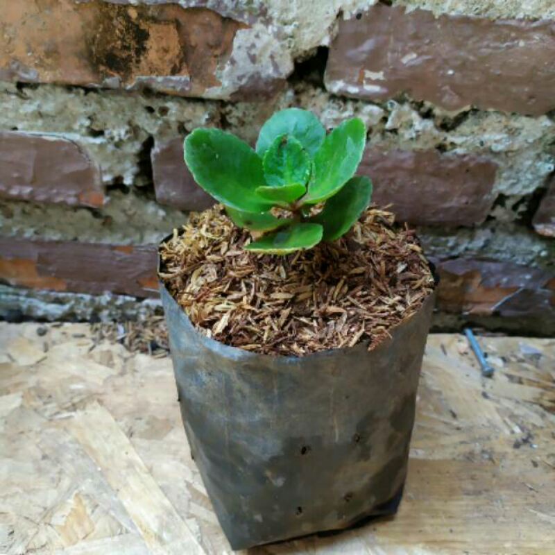 Jual Tanaman Hias Sosor Bebek Tanaman Herbal / Tanaman hias cocor bebek ...