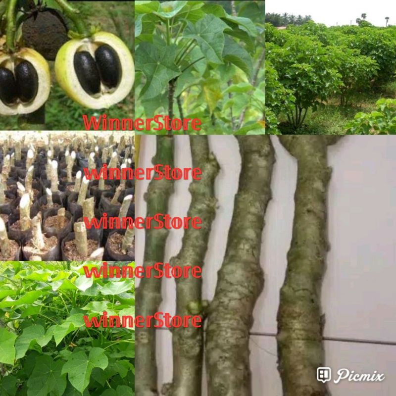 Jual Stek Bibit Jarak Pagar (2 Batang) | Shopee Indonesia