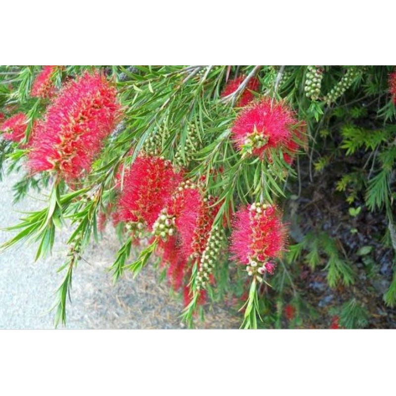 Jual sikat botol besar (-+ 1meter) | Shopee Indonesia