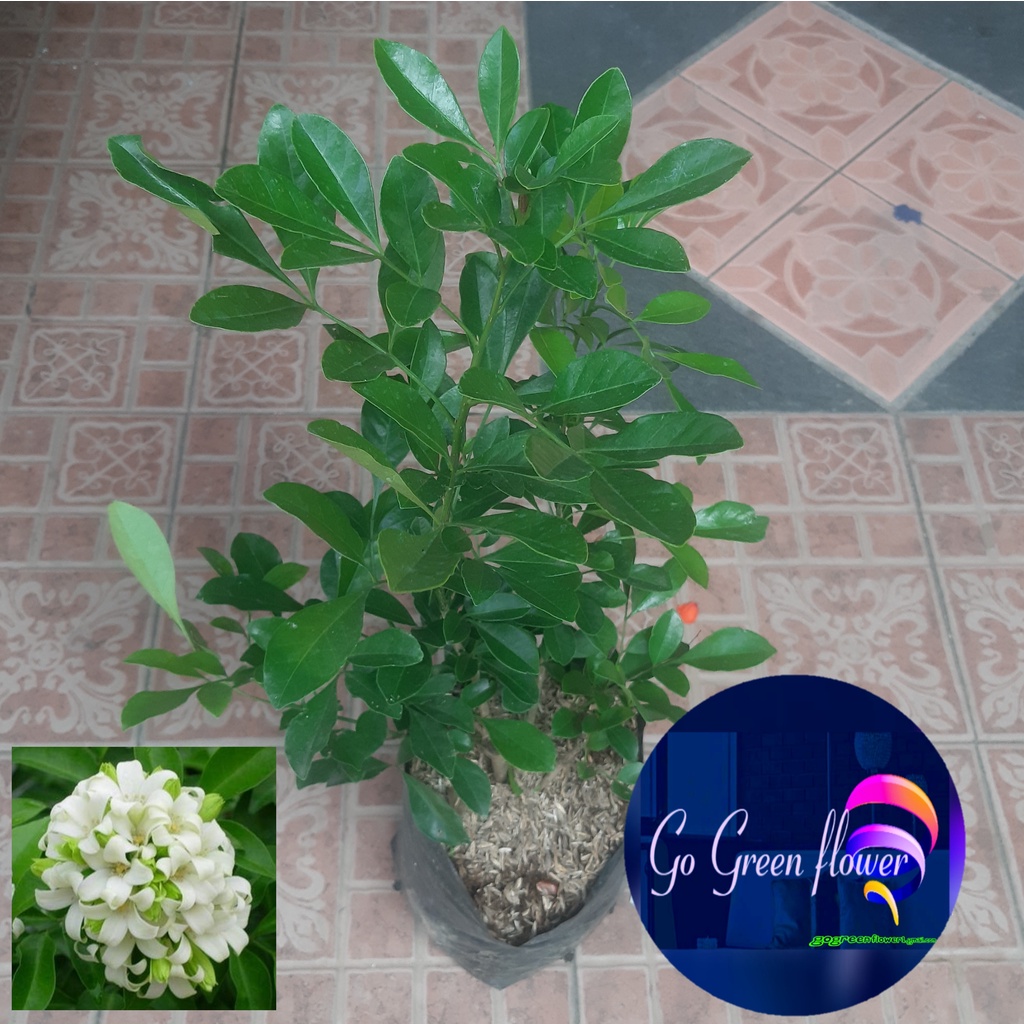 Jual BUNGA PACAR CINA CHINESE PARFUM TREE BUNGA CULAN BIBIT TANAMAN ...