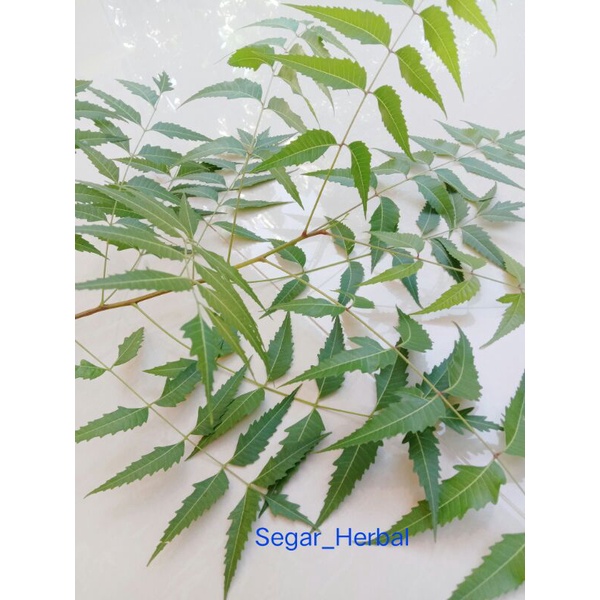 Jual 1 kg daun Mimba segar obat herbal | Shopee Indonesia