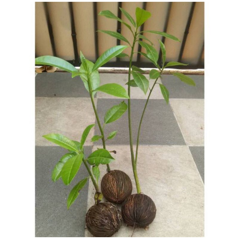 Jual Bibit Simpalak/ Bibit Bintaro/ Bibit buah pengusir tikus | Shopee ...