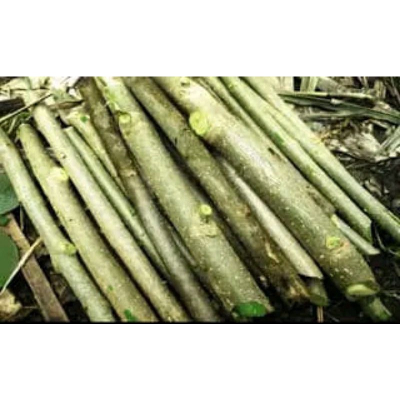 Jual stek pohon gamal 1 kg (isi 12 batang) | Shopee Indonesia