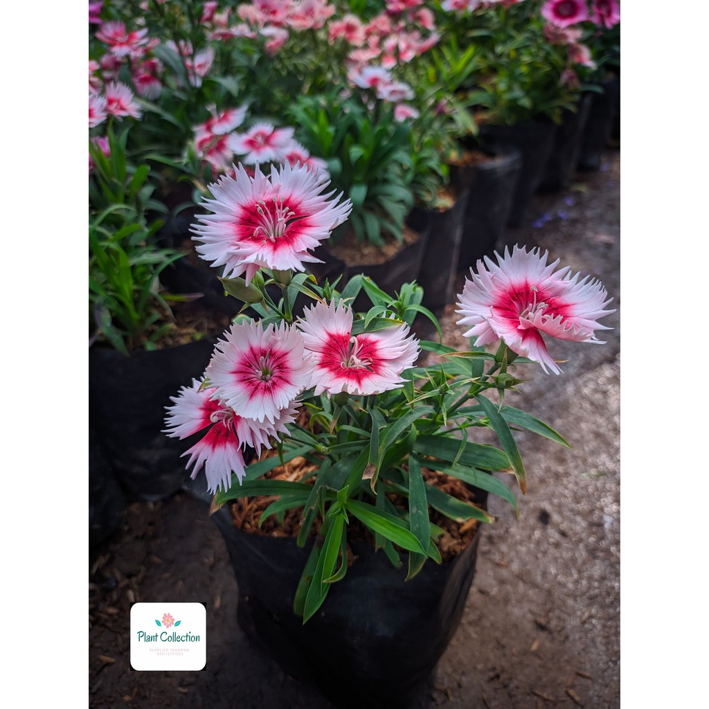 Jual TANAMAN HIAS BUNGA DIANTHUS ANYELIR | Shopee Indonesia