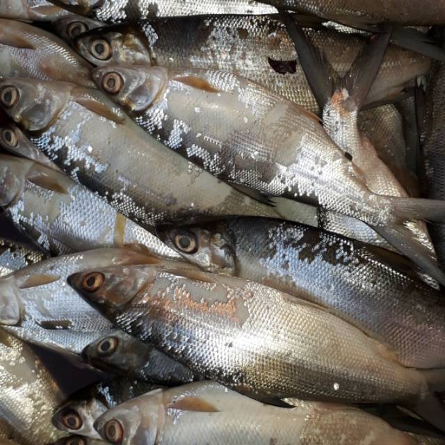 Jual IKAN KUCING SEGAR /500Gr | Shopee Indonesia