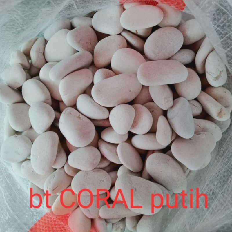 Jual Batu Coral Putih 1 kg Kerikil Coral Hiasan Aquarium Batu Taman ...