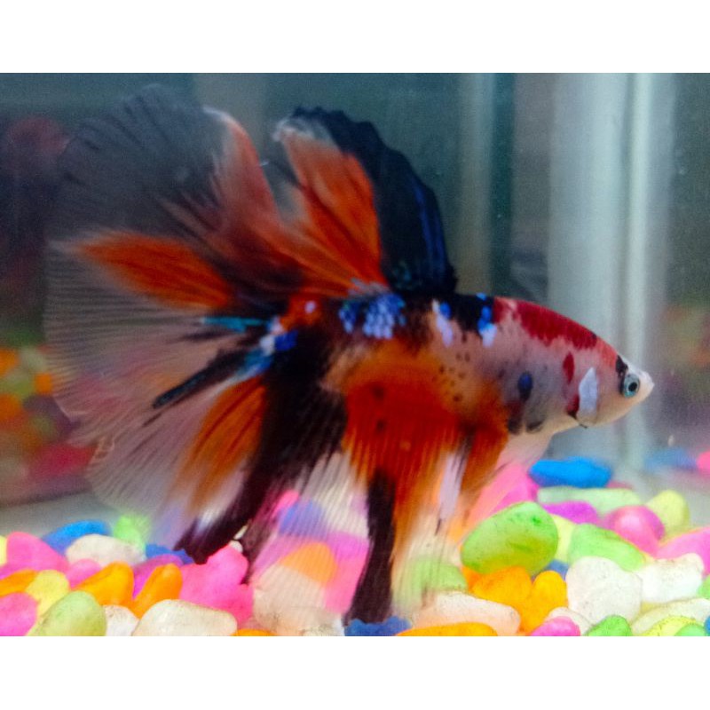 Jual BAHAN CUPANG HM(HALFMON) MULTY COLOUR | Shopee Indonesia