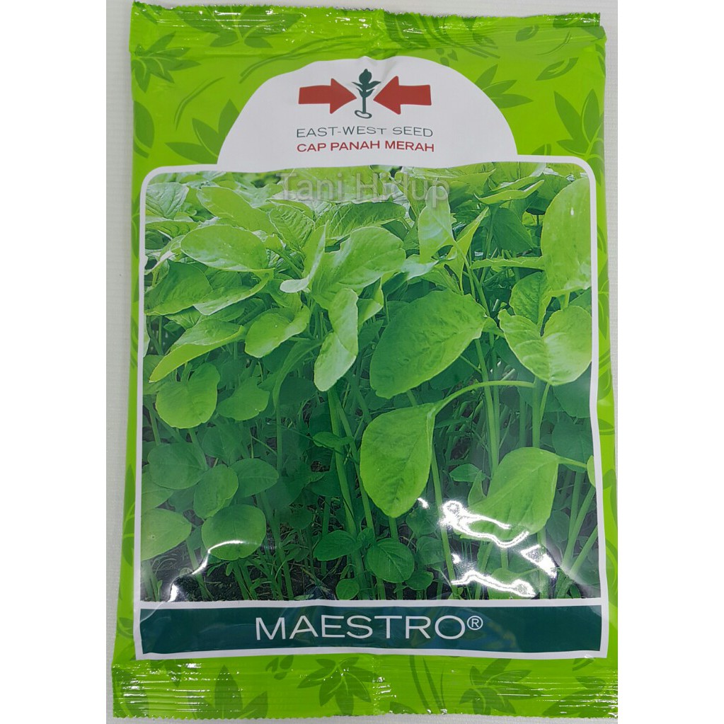 Jual Benih Bayam Maestro kemasan 500 gram - Panah Merah | Shopee Indonesia