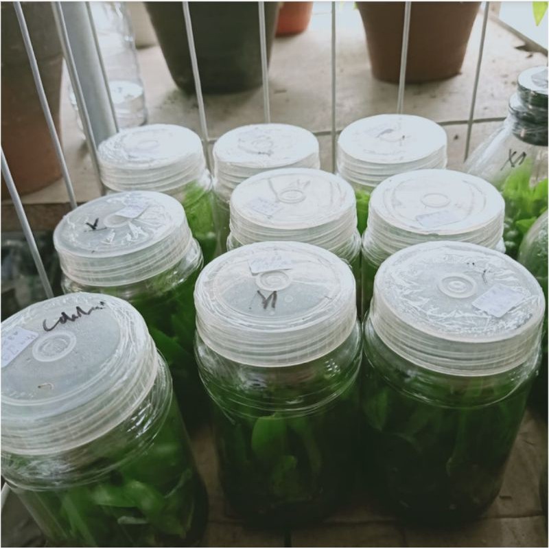 Jual Bibit anggrek bulan dalam botol | Shopee Indonesia