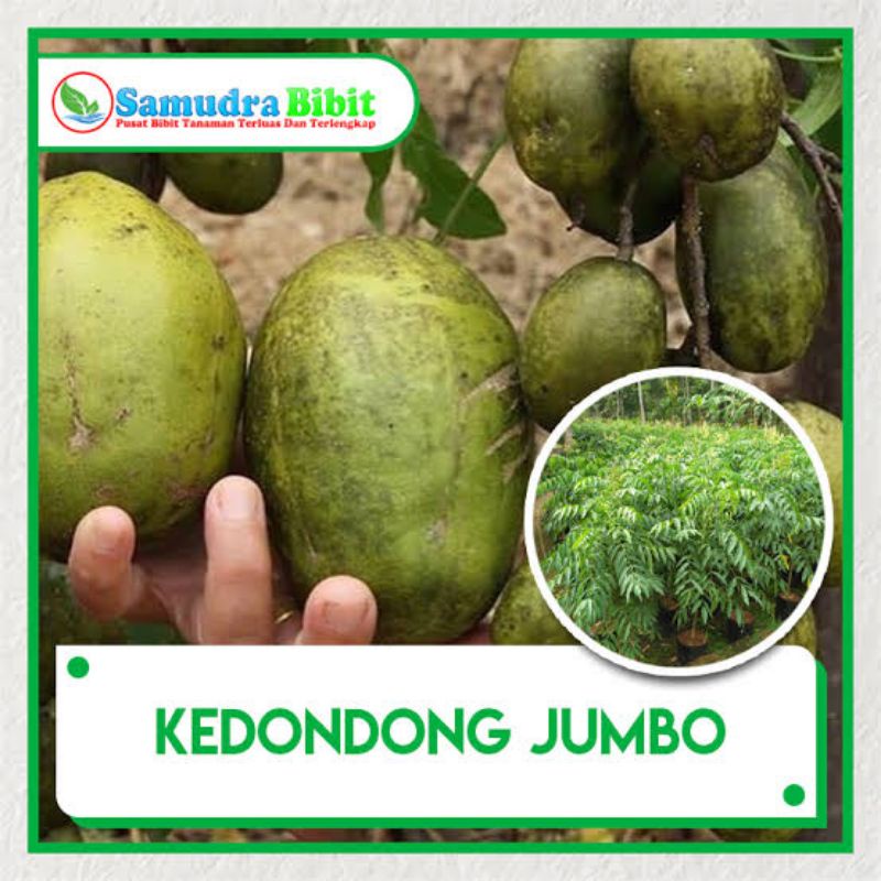 Jual Buah kedondong besar super 1kg | Shopee Indonesia