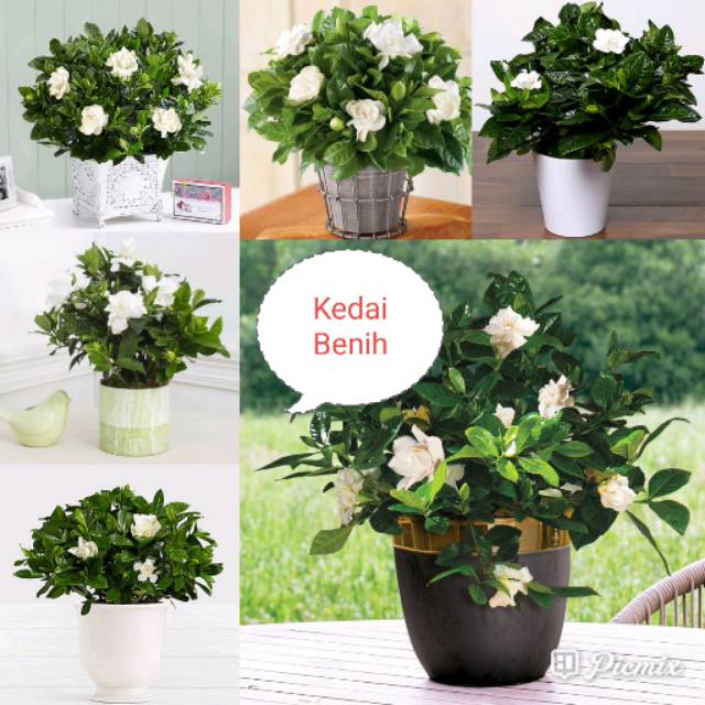 Jual Kedai Benih Bibit Bunga Gardenia ~ 25 Biji | Shopee Indonesia