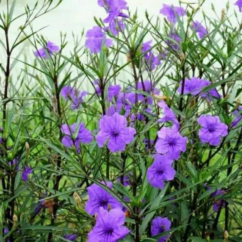 Jual Tanaman rawelia tegak bunga ungu | Shopee Indonesia