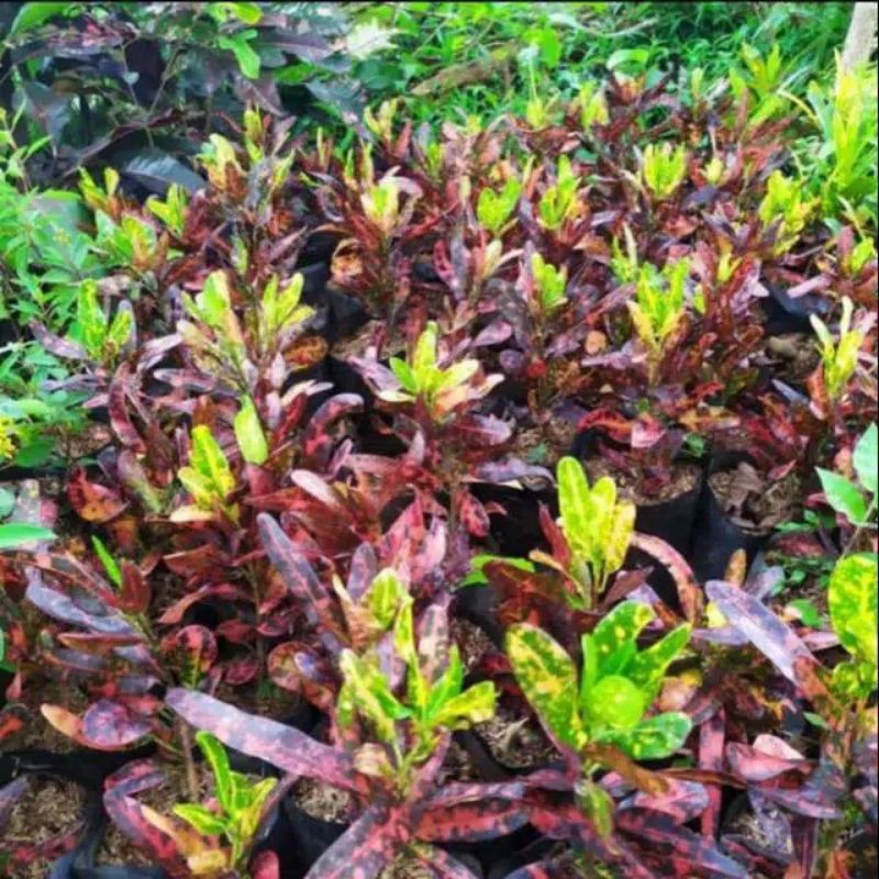 Jual tanaman hias puring cabe merah - puring merah | Shopee Indonesia