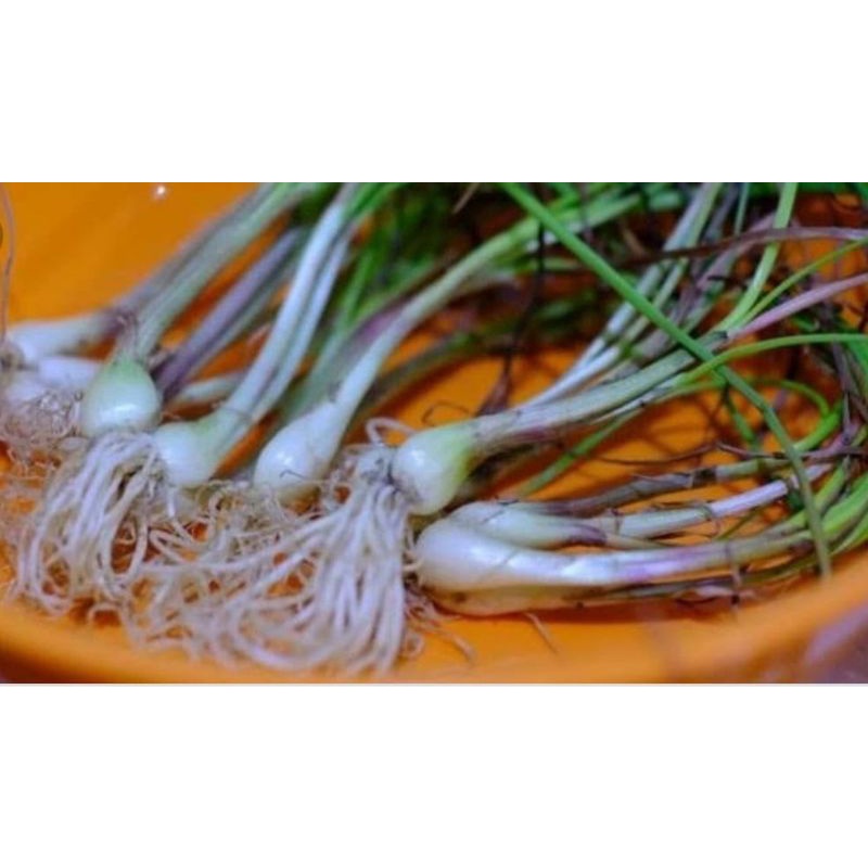 Jual Lokio Bawang Batak Daun Kecil segar surga Kebutuhan ku | Shopee ...