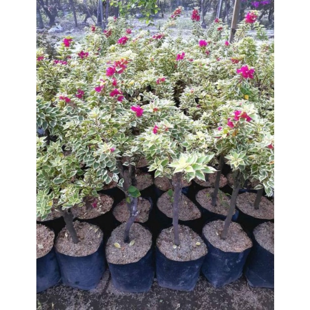 Jual Bougenvile Varigata Merah Fanta Shopee Indonesia