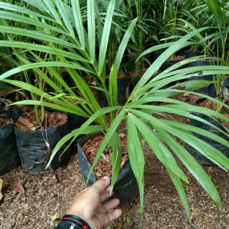 Jual pohon palm kuning rumpun tanaman hias palem kuning rumpun | Shopee ...
