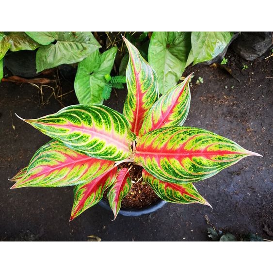Jual tanaman hias aglonema red panama | Shopee Indonesia Jual tanaman hias aglonema red panama | Shopee Indonesia