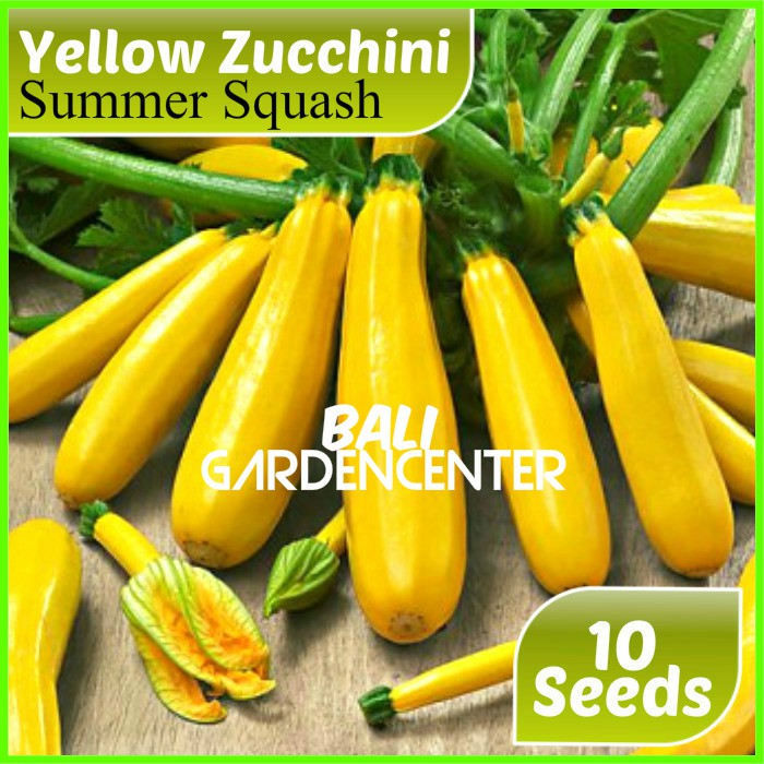 Jual Isi 10 Benih Biji Zucchini Kuning - Yellow Zucchini | Shopee Indonesia