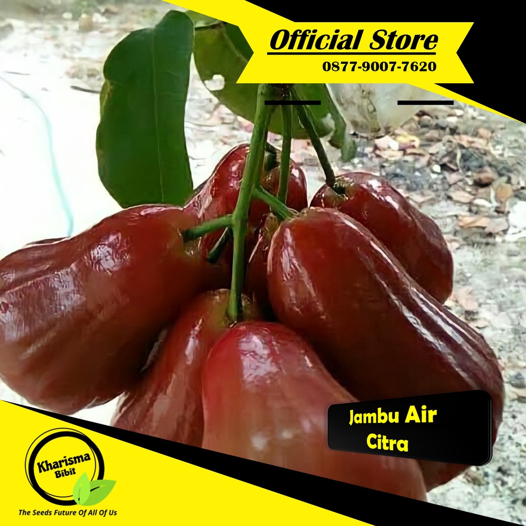 Jual Tanaman Jambu Air Citra (60-70cm) - (KharismaBibit Nursery ...