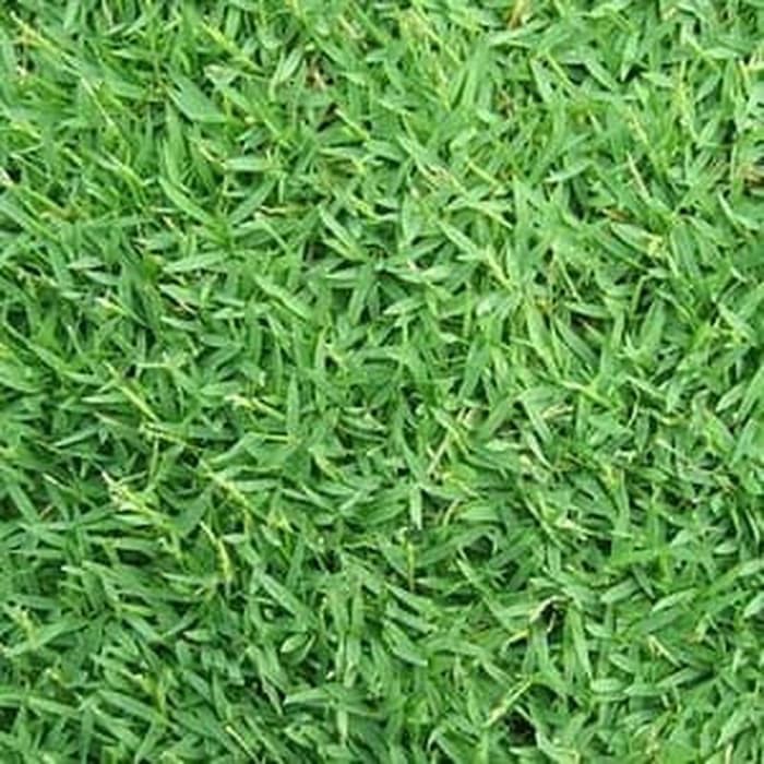 Jual Rumput Embun | Rumput taman hijau | Rumput | Shopee Indonesia