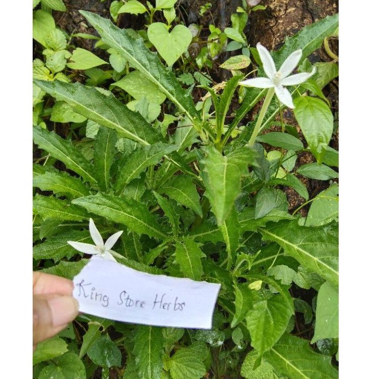 Jual Tanaman herbal bunga kitolot/korejat/jangar/bintang lima fresh ...