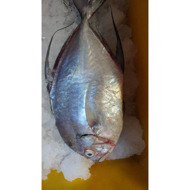 Jual IKAN MUBARA /KUWE /PUTIHAN 1KG SUPER SEGAR MURAH | Shopee Indonesia