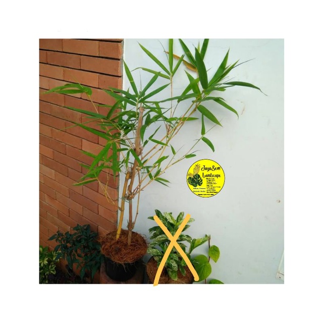 Jual TANAMAN HIAS BAMBU KUNING/POHON BAMBU KUNING + POT HITAM | Shopee ...