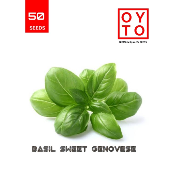 Jual BENIH BASIL SWEET GENOVESE BIBIT SAYURAN BENIH TANAMAN F1 | Shopee ...