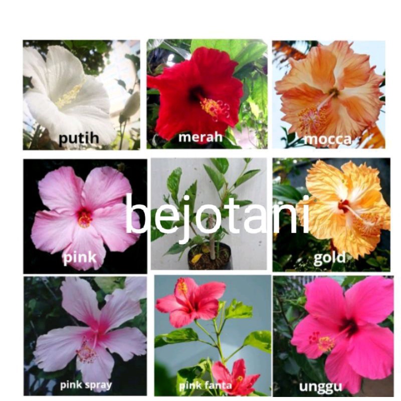 Jual 0bibit bunga hibiscus kembang sepatu bangkok import warna double ...